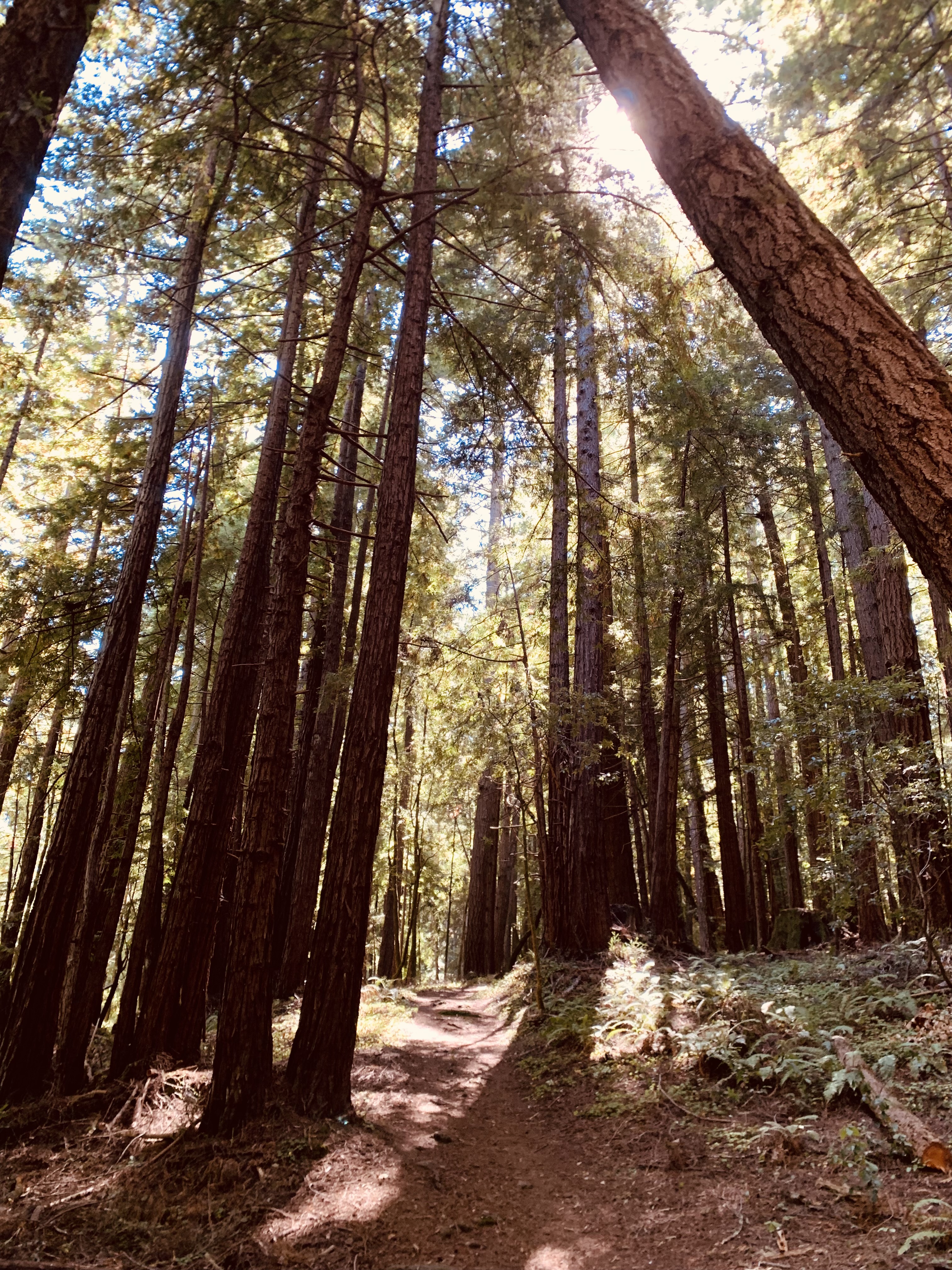 Butano State Park – Daniel W. Polk