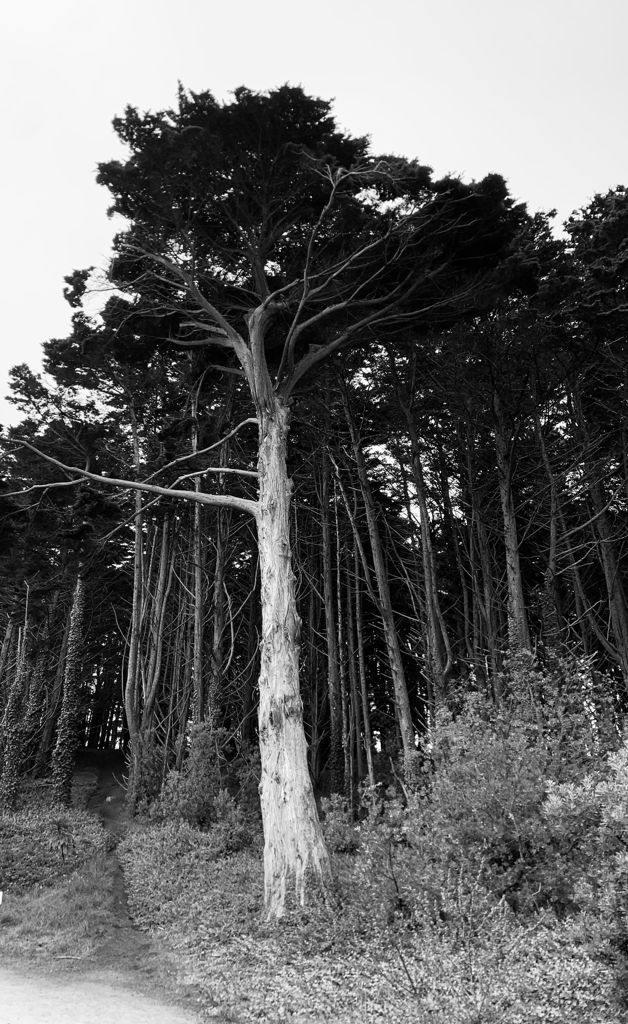 Seal Cove Trees – Daniel W. Polk